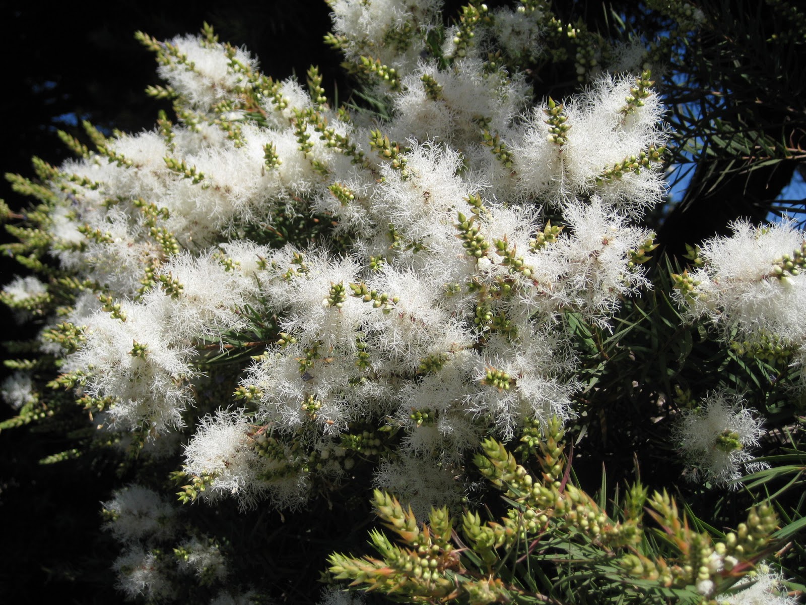 Trees of Santa Cruz County: Melaleuca linariifolia - Flax leaf Paperbark