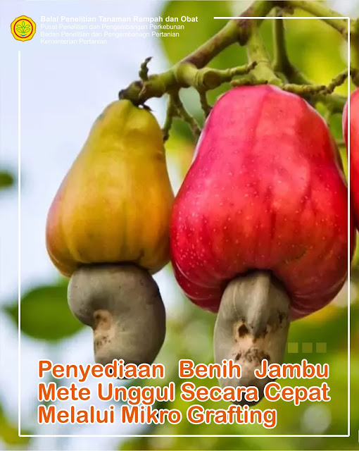√ Pengembangan Jambu Mete Unggul dengan Grafting - Muna Pos
