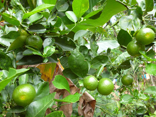 Sweet Lemon - Rata Naran | SL Flora