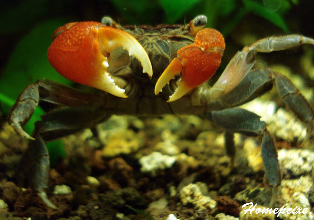 homepeixe: Sesarma bidens