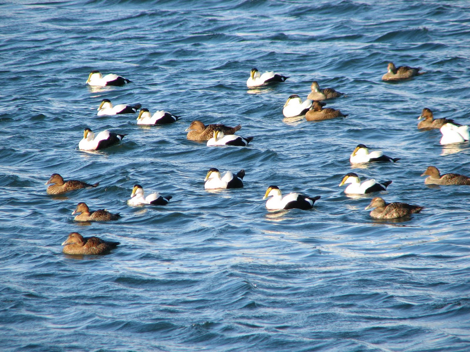 BirdingGirl: Red-breasted Mergansers and Other Cape Cod Ducks