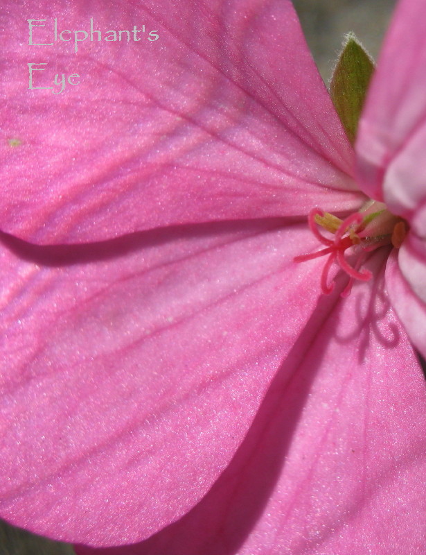 Elephant's Eye: The Fifth in Dozen for Diana - shocking pink Pelargonium