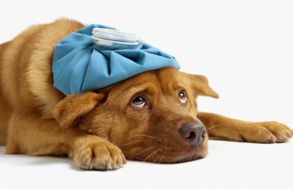 10 dicas para perceber se seu cão está doente - Portal Telenotícias