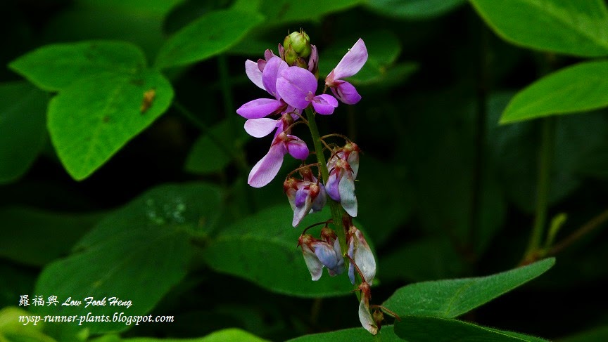 馬來西亞熱帶雨林: Desmodium 山螞蝗屬