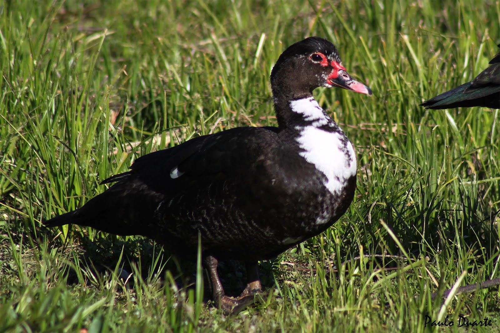 A arte de debicar: Banhos de sol...