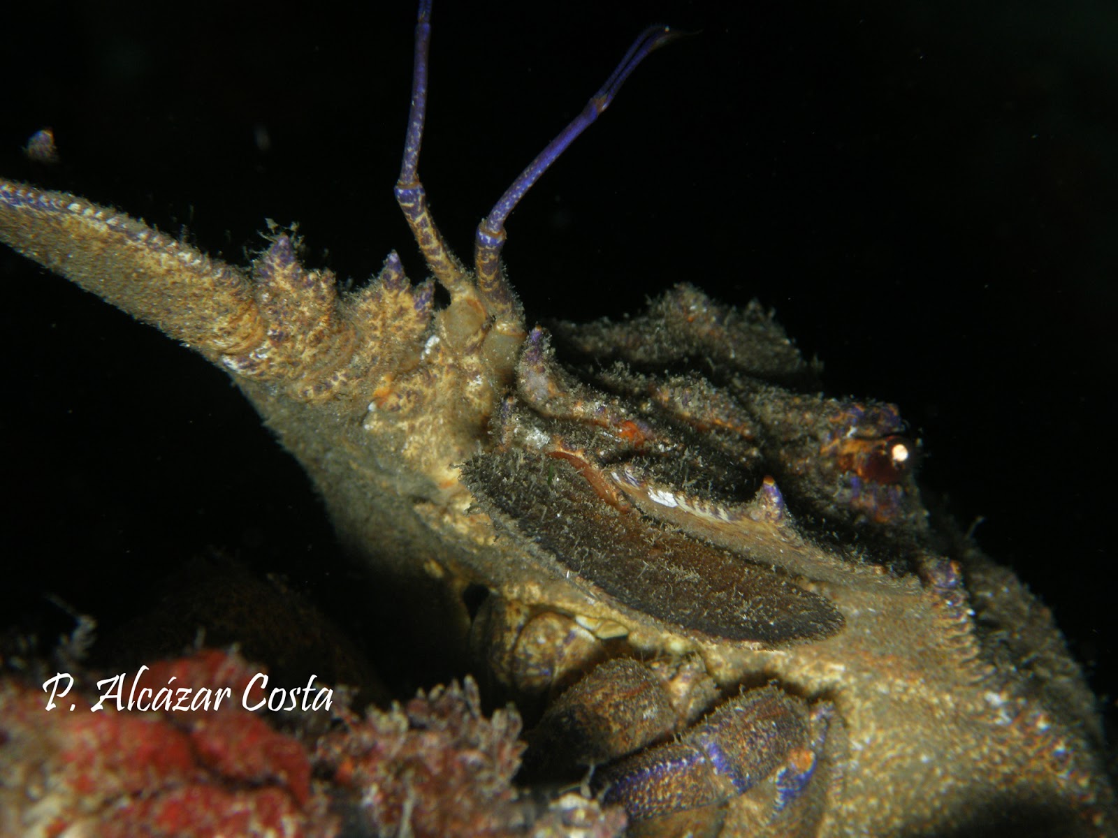 P. Alcázar Costa fotos: Cigarrón