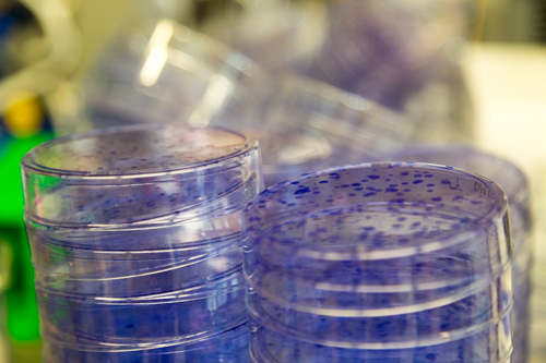 indogpatch: Not Afraid of A Sticky Wicket: Meet Alan Ashworth of UCSF ...