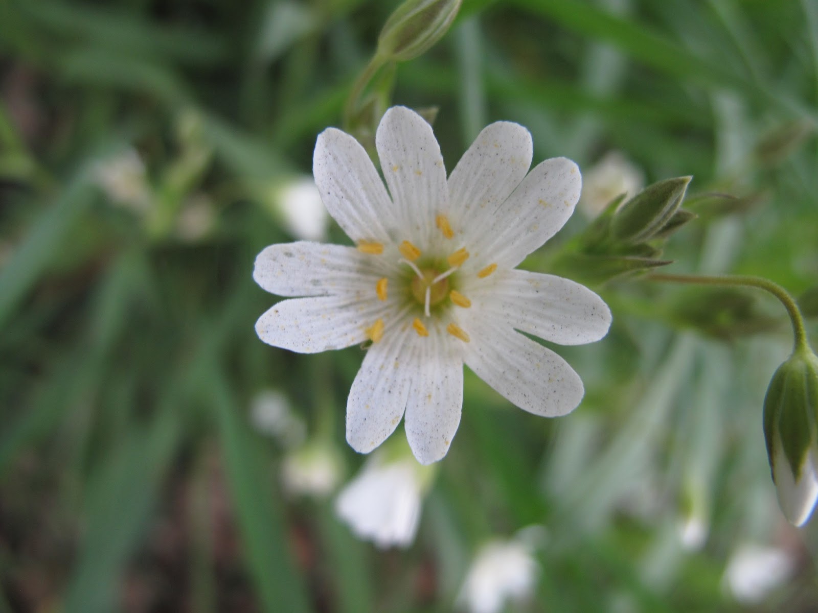 Livingin22: Spring has sprung in St André - at last!