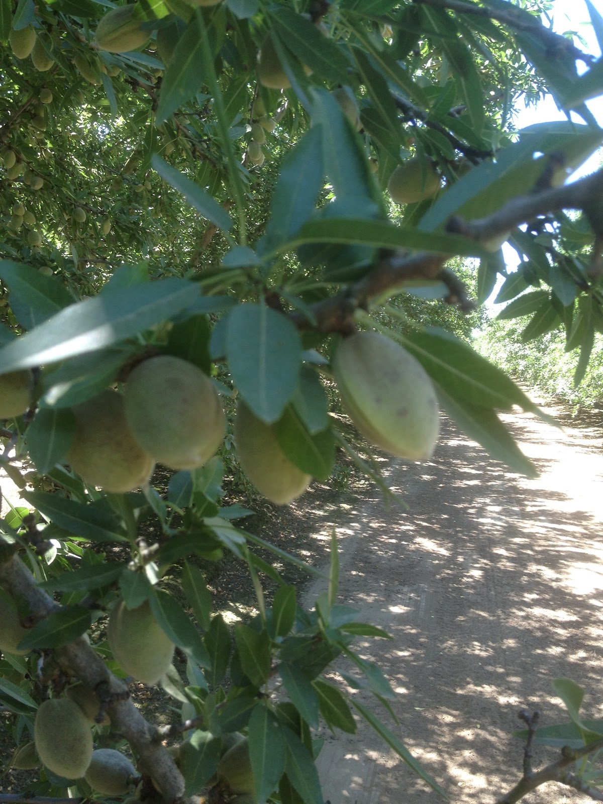Observations of an Almond Farmer