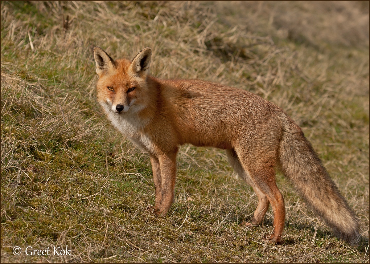 Foto`s van Greet: Vos en jonge Zwanen in de AWD