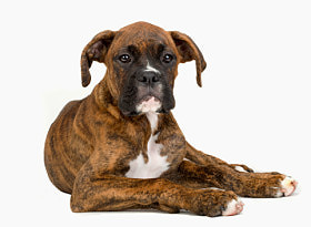 Cuatro patas: EL BOXER (DEDICADA A MI QUERIDO DRACO)