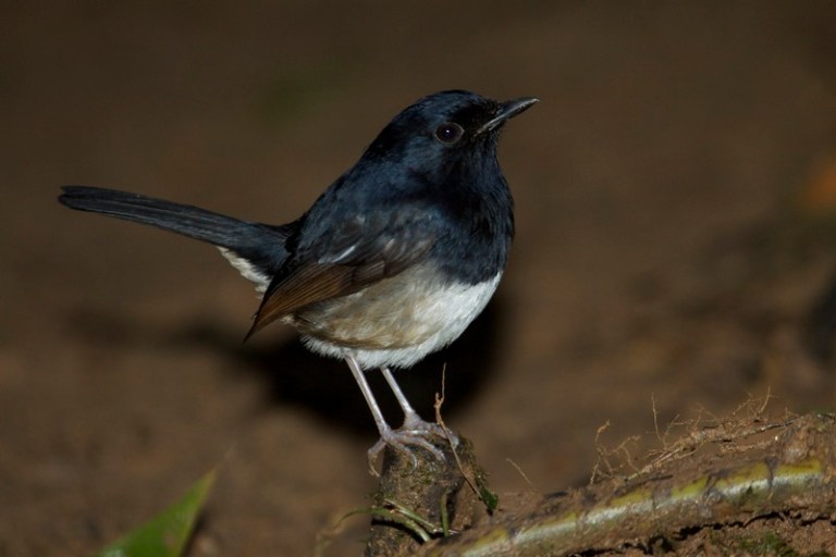 Jenis Jenis Burung Kacer ~ Kedai Kicau Jack Bird Shop