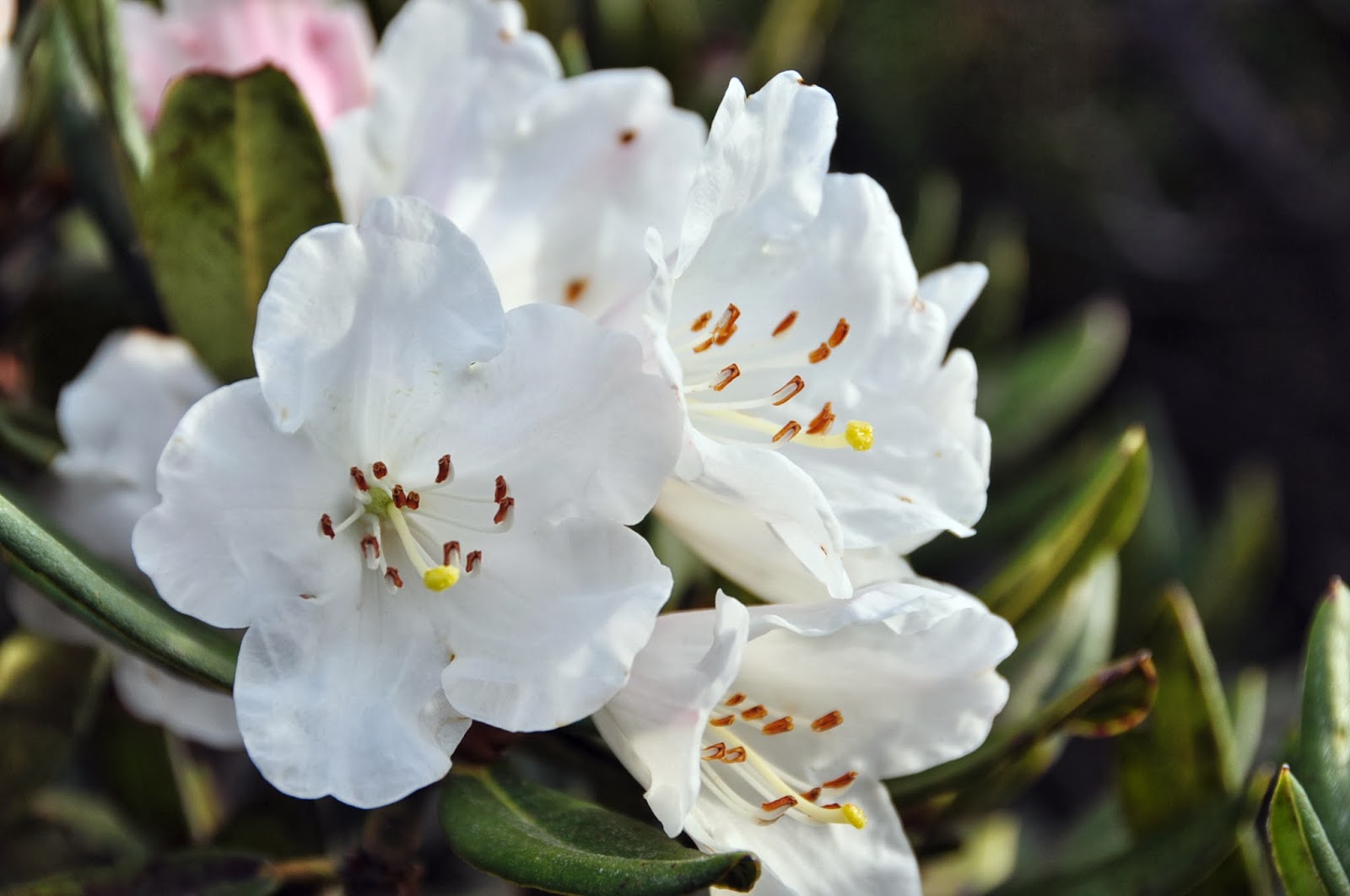 White Azalea HD Wallpapers | Latest HD Wallpapers
