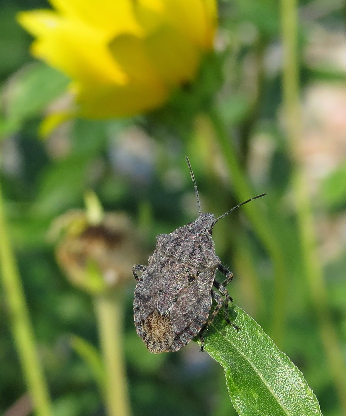 Bug Eric: Rough Stink Bugs