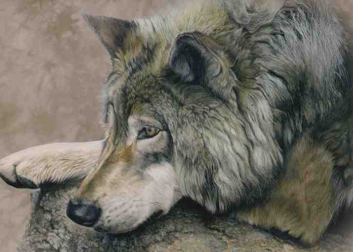 White Wolf : Rusty Frentner: talented wildlife artist from America's ...