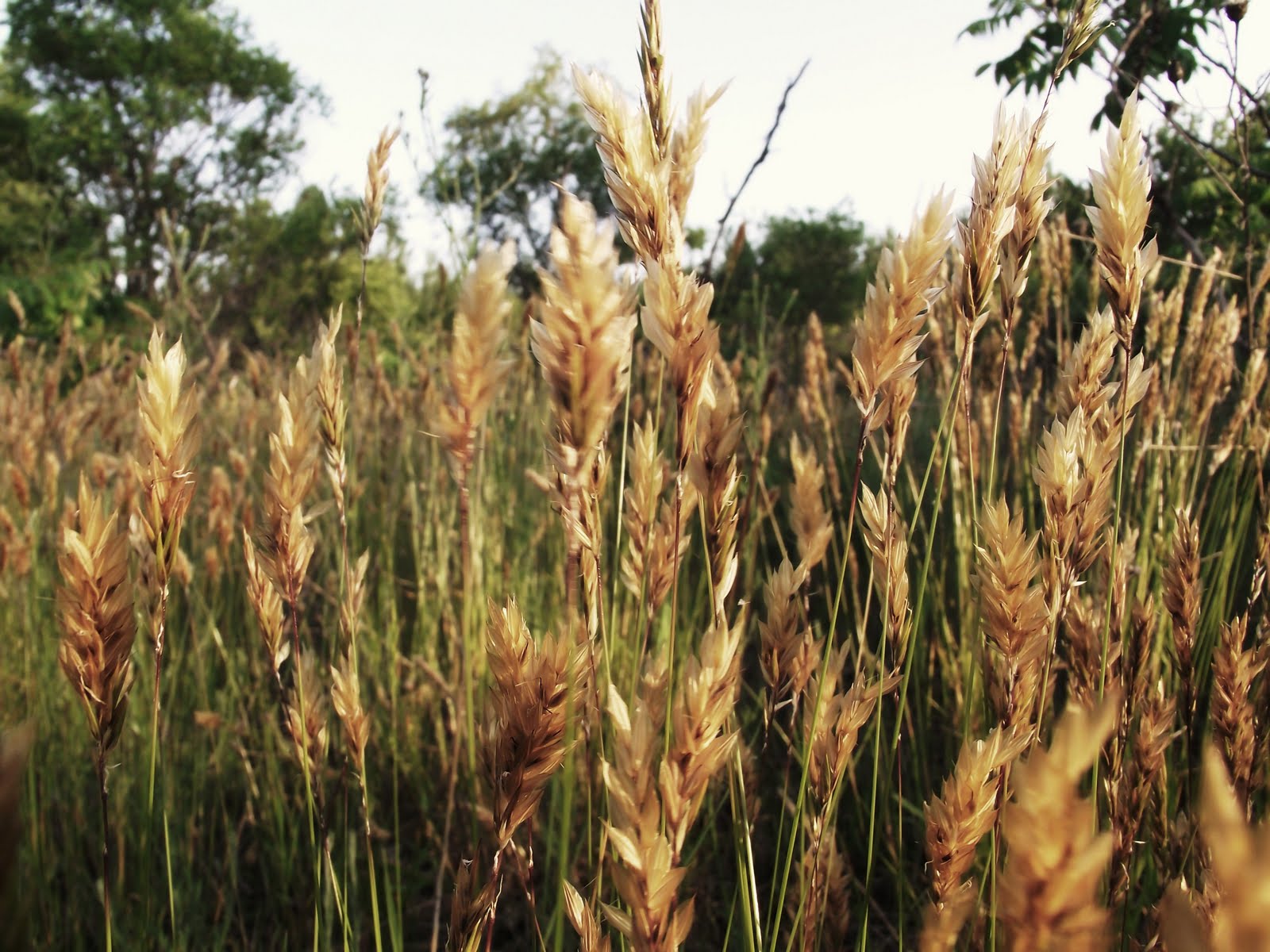 Ambiguous Photography: Nature Walk