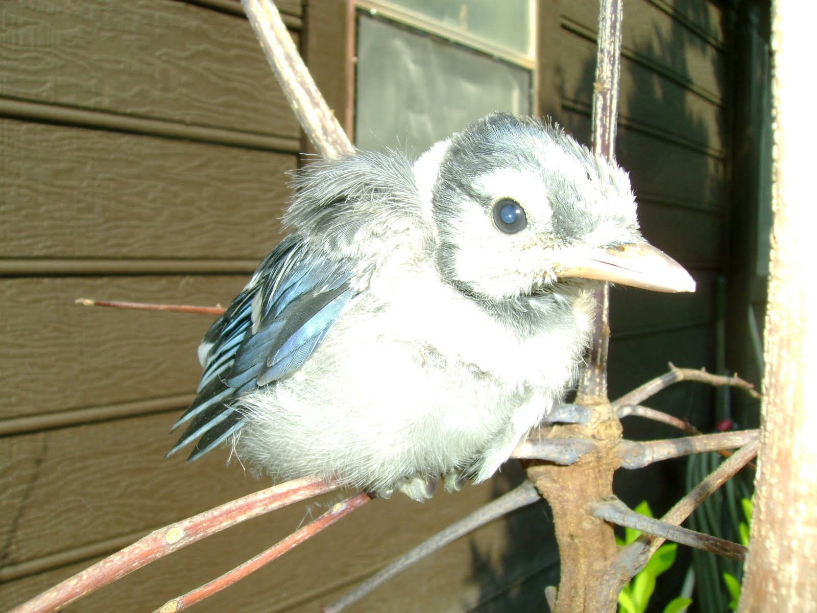 Hoài Niệm: CON CHIM NHỎ ĐÁNG THƯƠNG