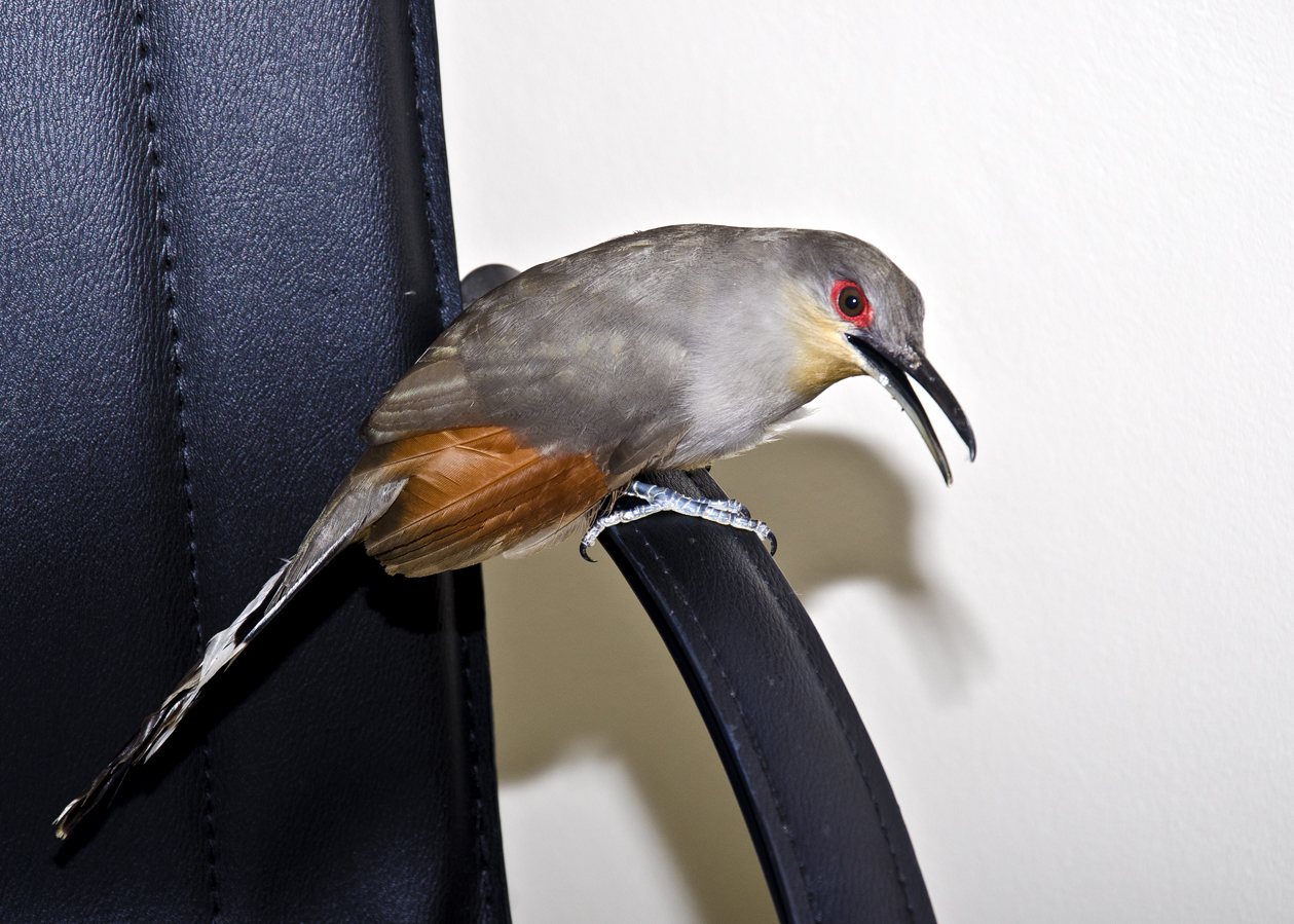 Mi Blog: Pajaro Bobo, Saurothera [Coccyzus] longirostris