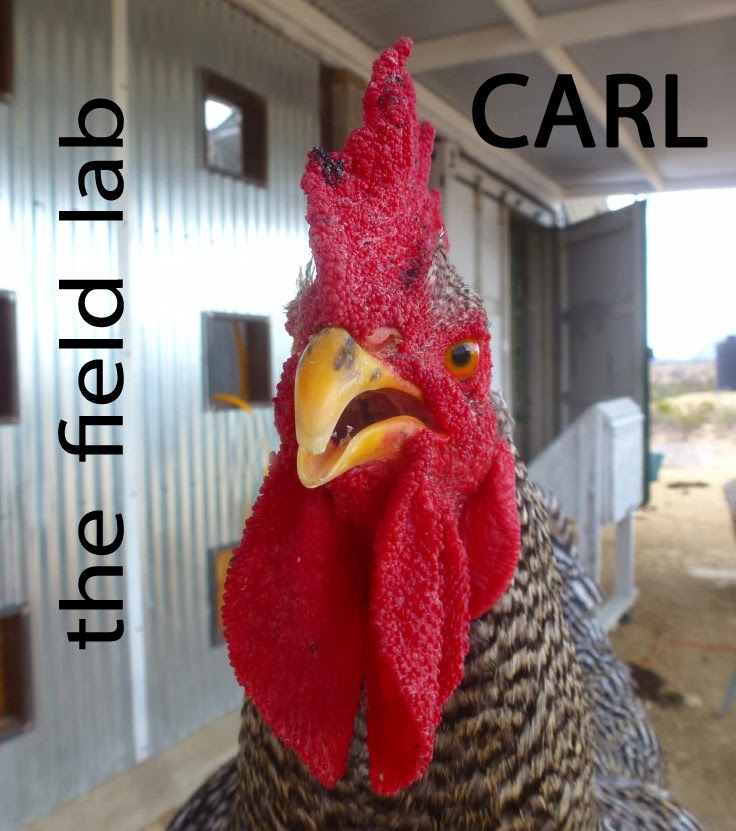 The Field Lab: Carl stamp