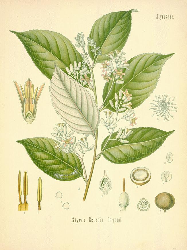 Perfume-Smellin' Things Perfume Blog: Benzoin, AAAARRRRGH….