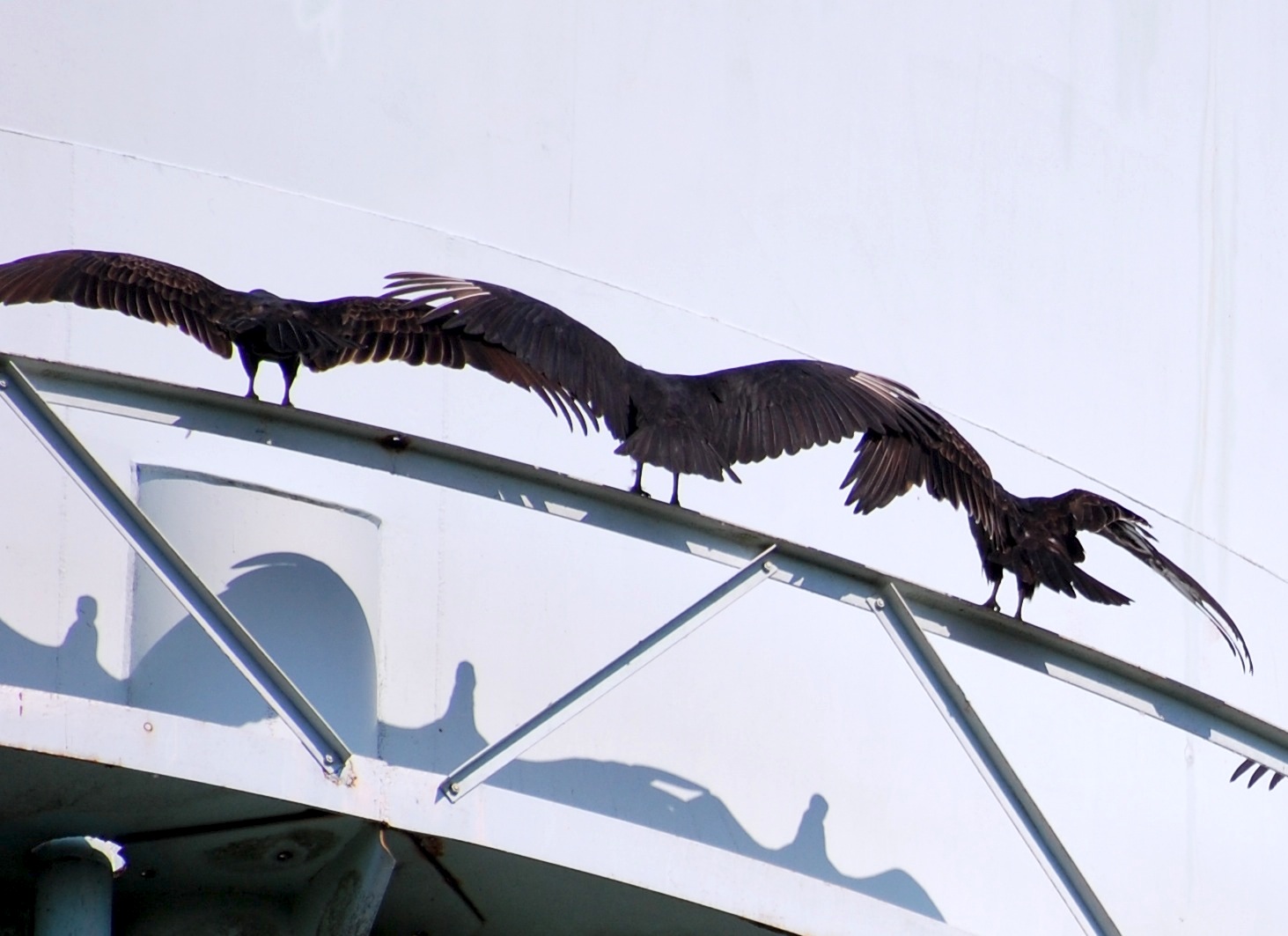 Urban Wildlife Guide: Vulture Shadows