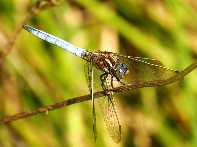 Aves en Gozón: Los colores de las libélulas: azul (Orthetrum coerulescens)