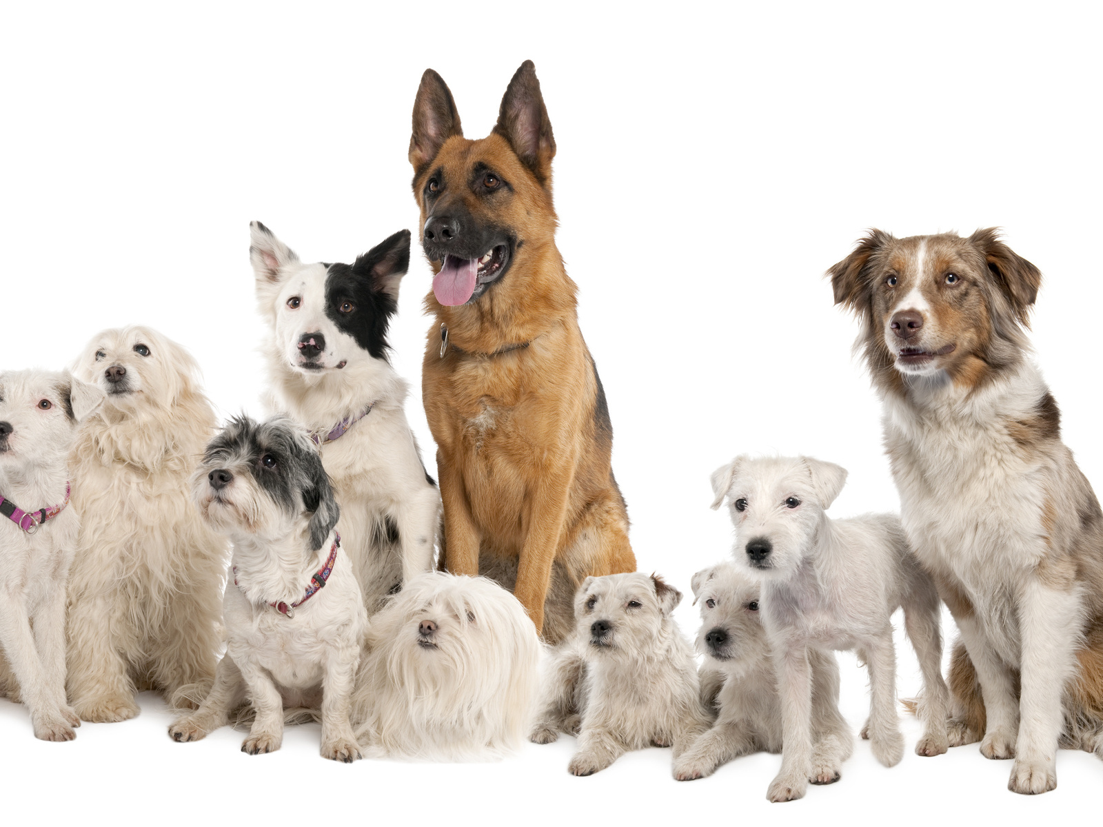 Imagenes de perritos en HD - Imagui