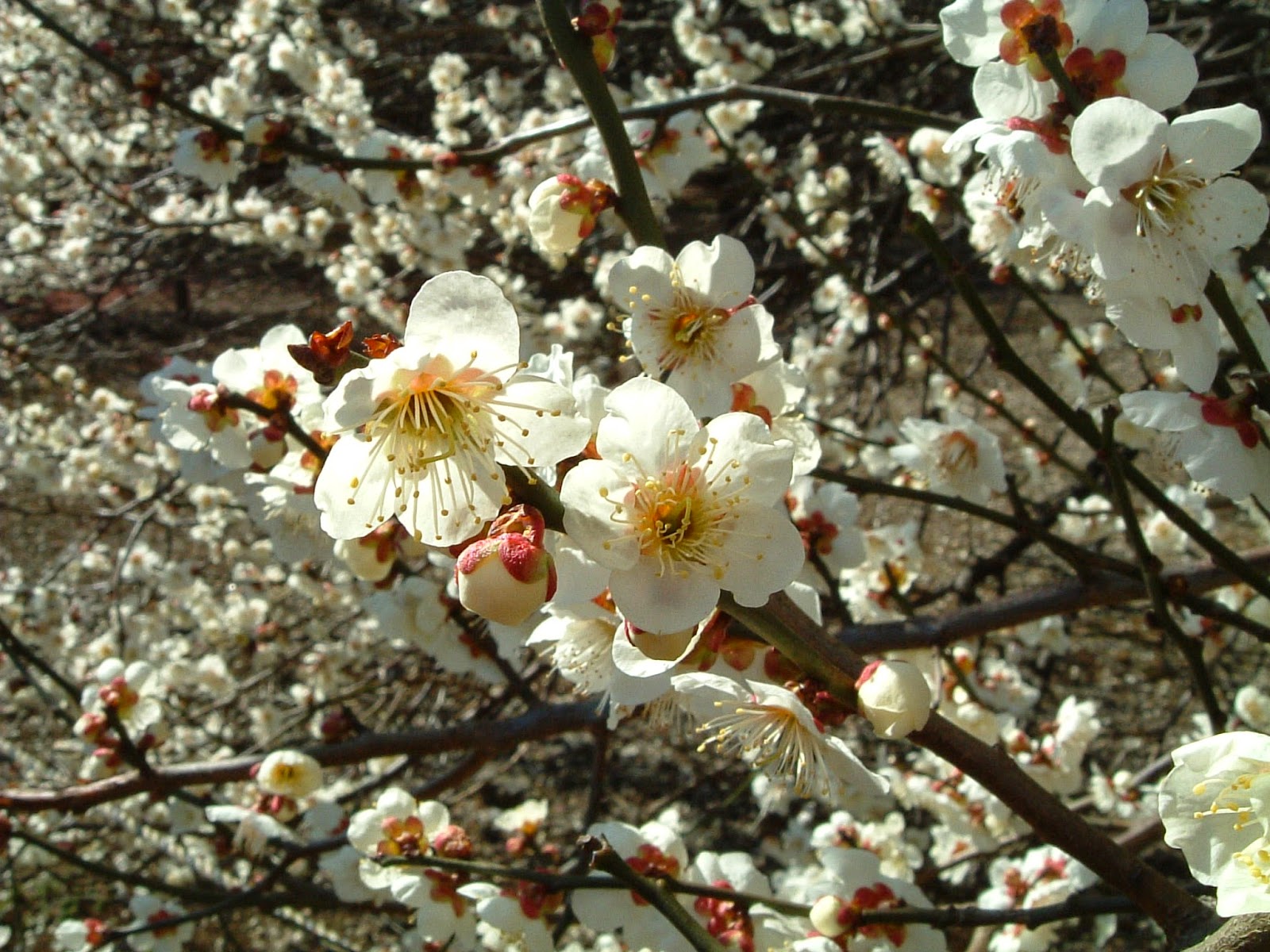 Passion Wing Chun: Mei hua : la fleur de prunier