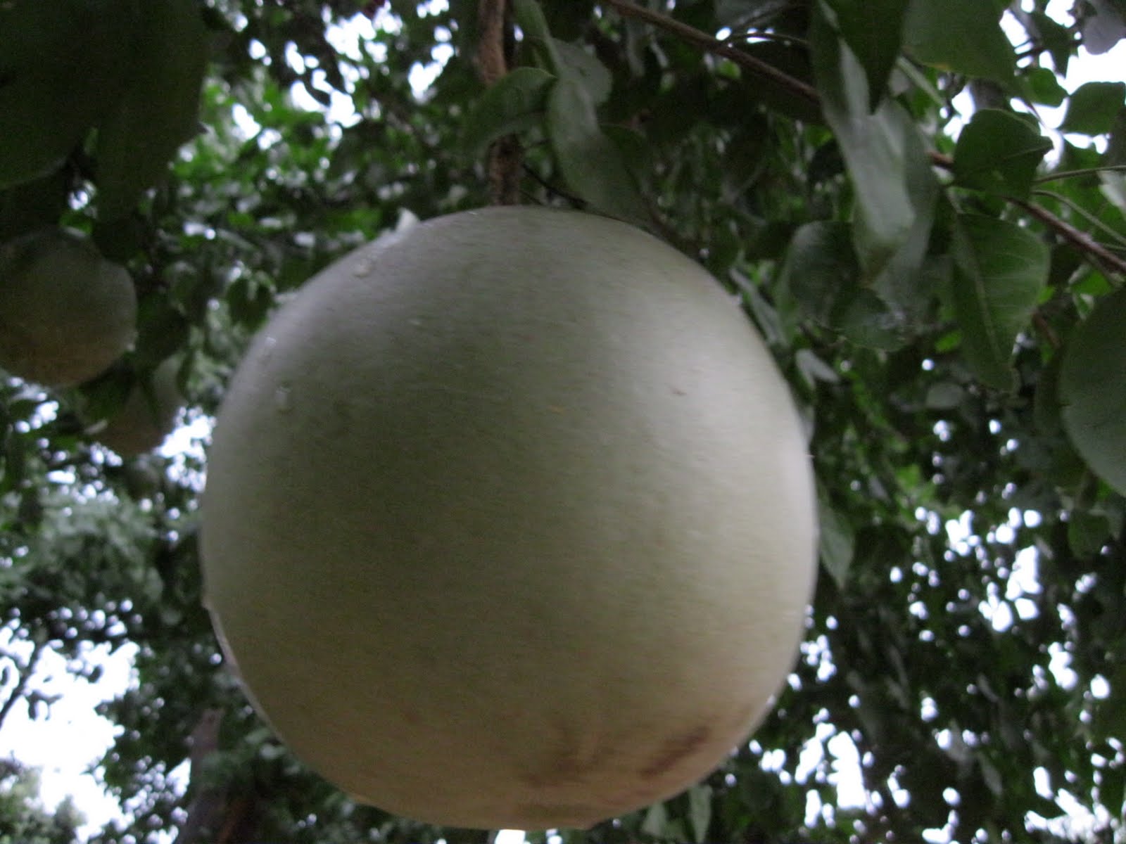 Out of my comfort zone: Fruit for Lord Shiva