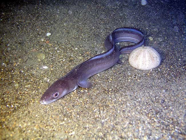 INDICE-ESPECIES | SAN SEBASTIAN