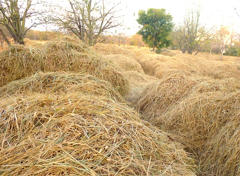 Karkitakam - Rains, Ramayanam and Mulakooshyam