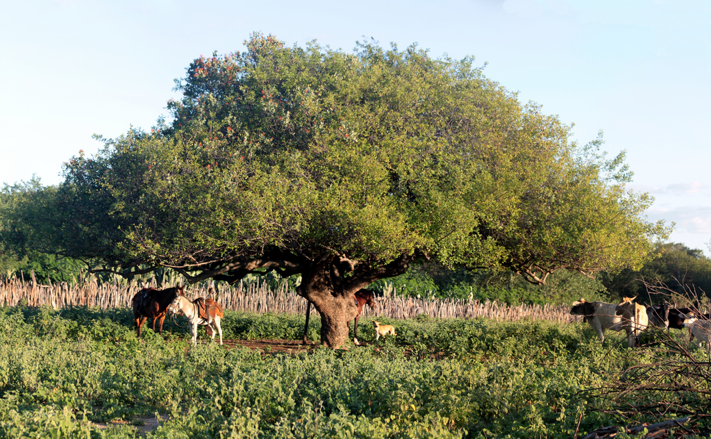 Umbu - Spondias tuberosa