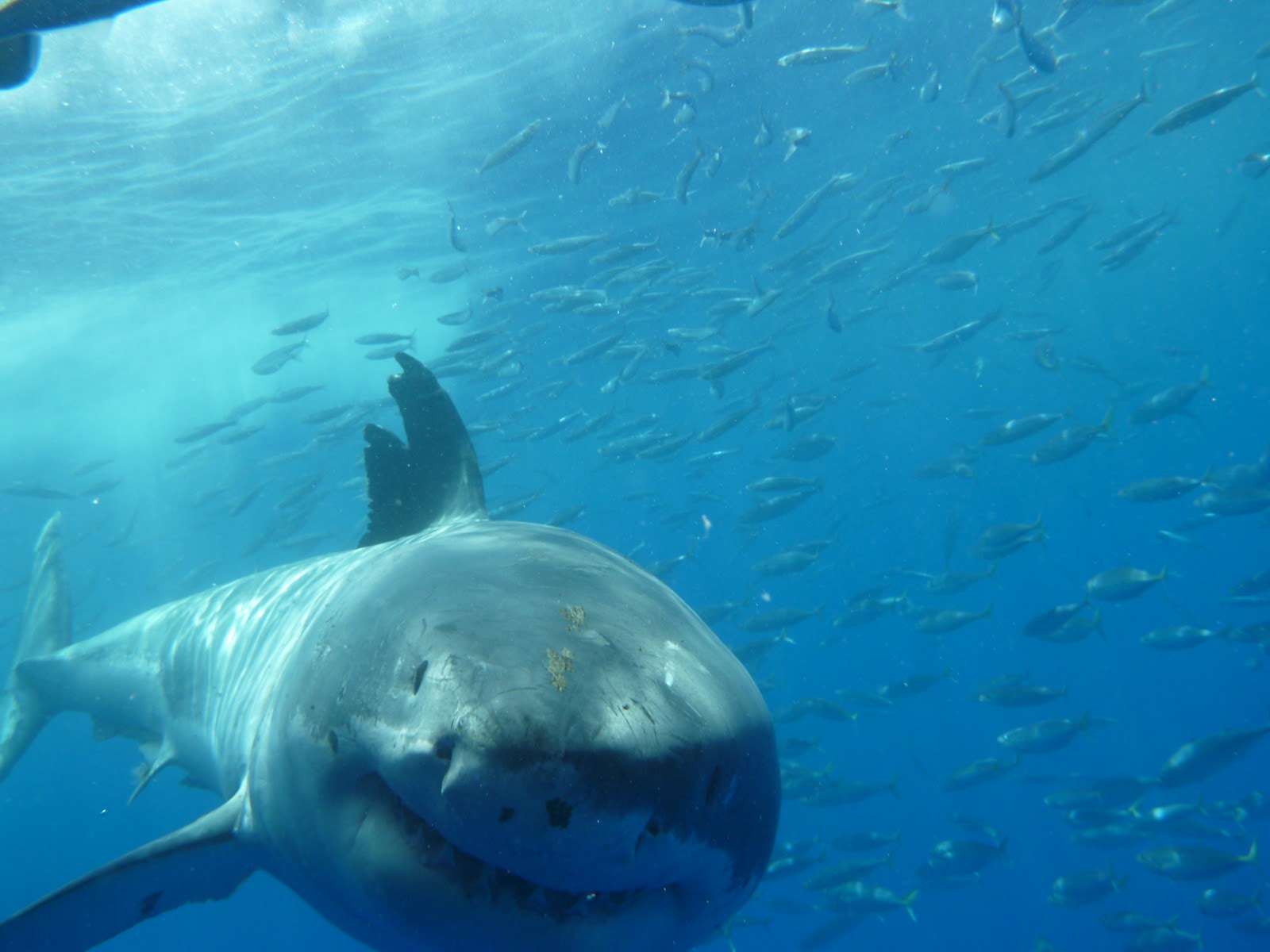 Shark Diver : Shark Diving : Swimming With Sharks: Guadalupe Island, 10 ...