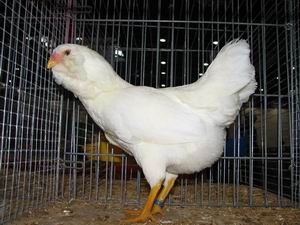 Breed Savers: Russian Orloffs