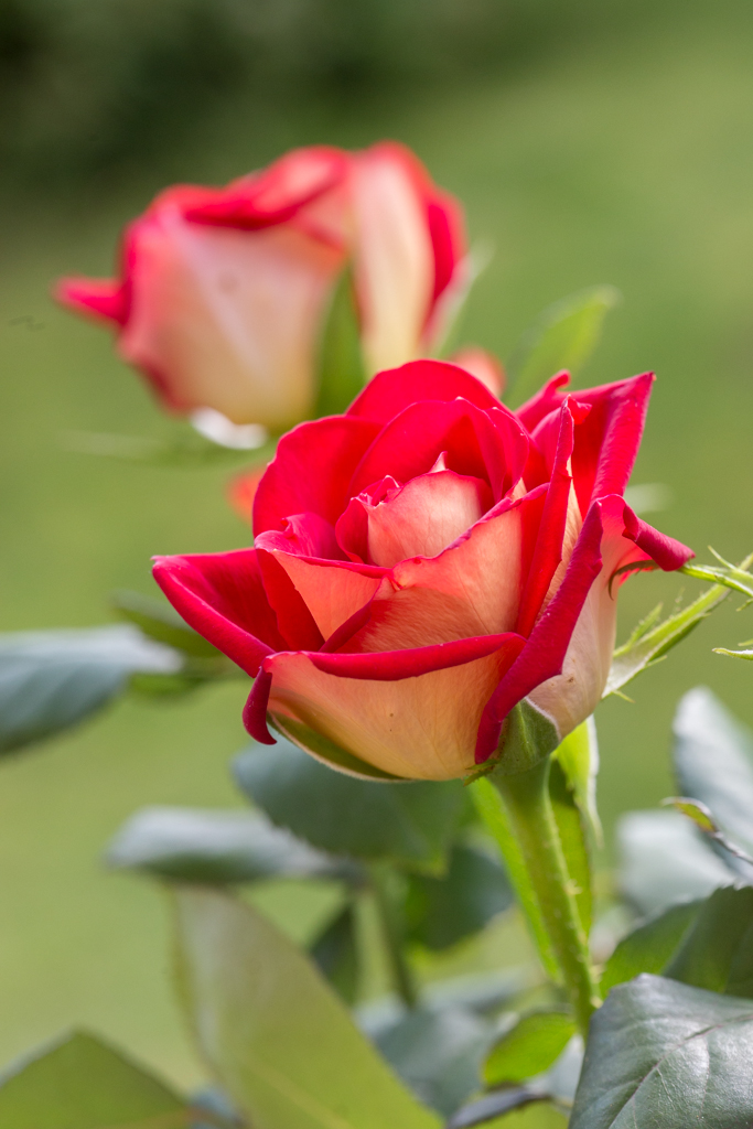 Pildid siit ja sealt: Lilled ehk siis roosid