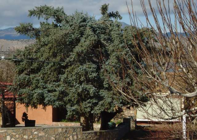 Nature Abhors a Garden: Piñon-Juniper Belt