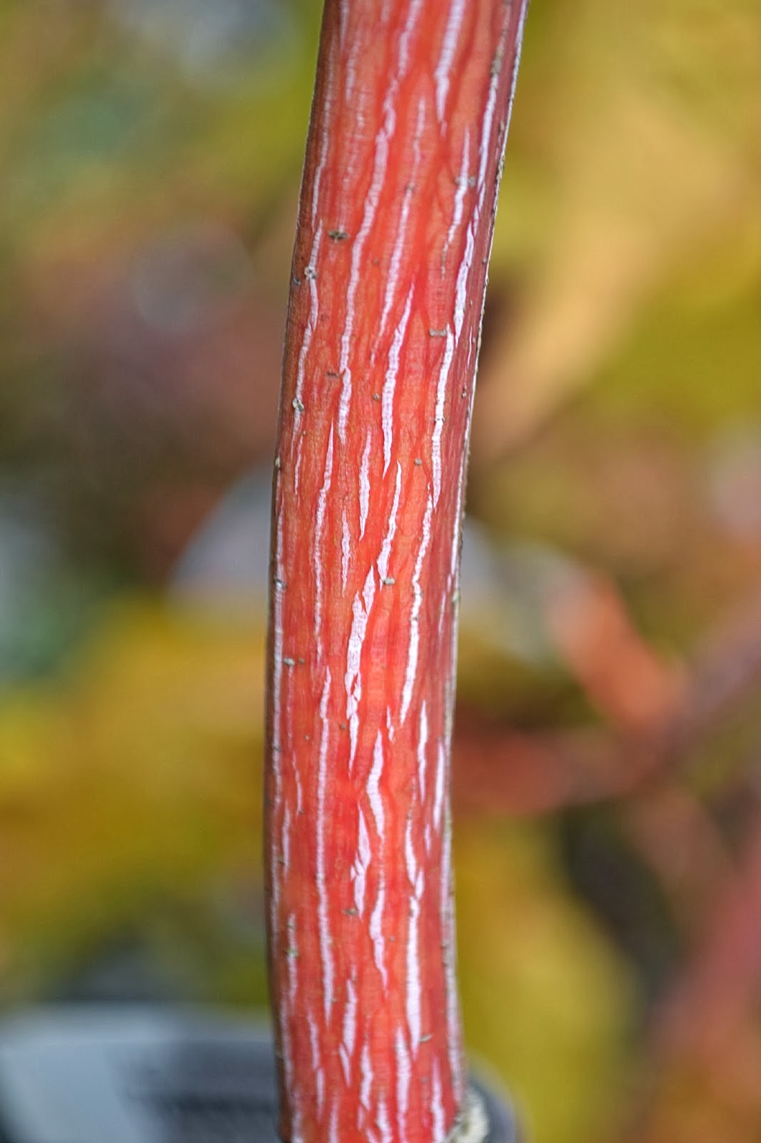 The Outlaw Gardener: Acer conspicuum 'Phoenix' is my Favorite Plant ...
