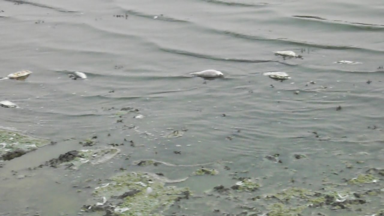 PASARI DIN ROMANIA: STARCUL CENUSIU, Ardea cinerea