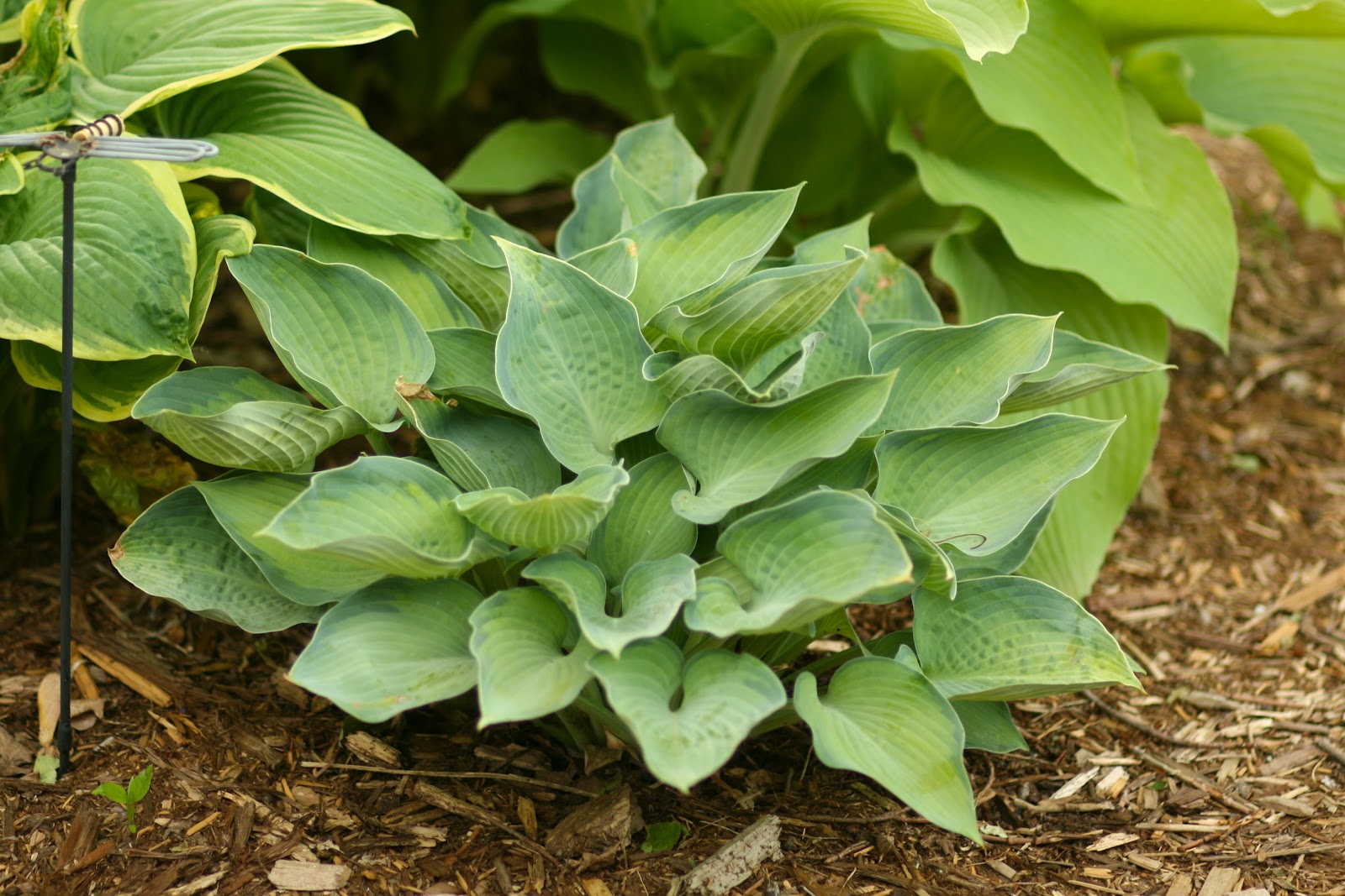Cheesehead Gardening: Hosta of the Day - 'Punky'