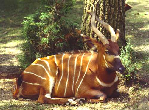 Il mondo del sapere per grandi e piccini