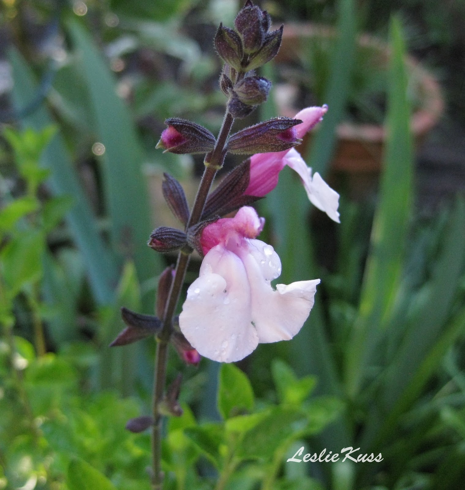 Growing A Garden In Davis: Garden Blogger Bloom Day April 2012