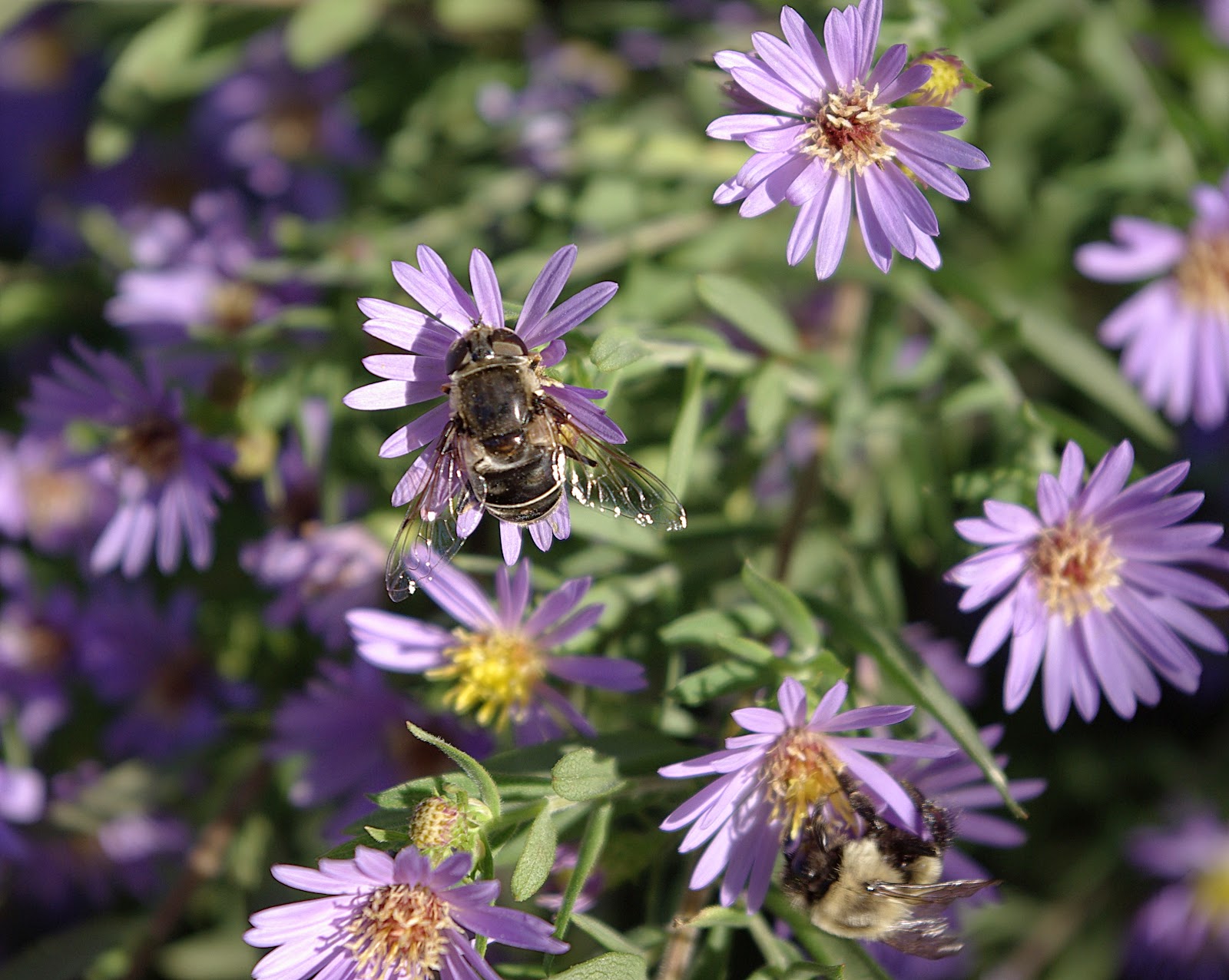 sweetbay: Camera Critters