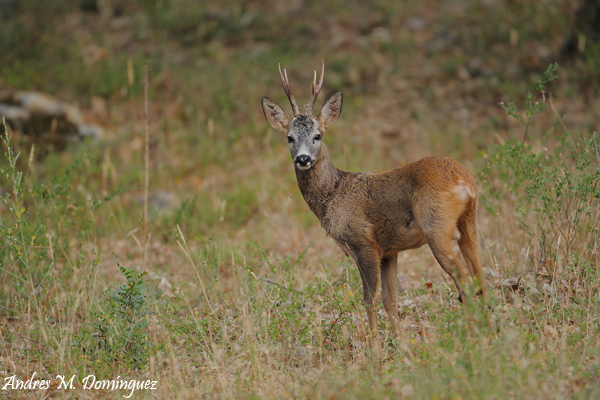 El Corzo Y Su Caza: fotos de corzos