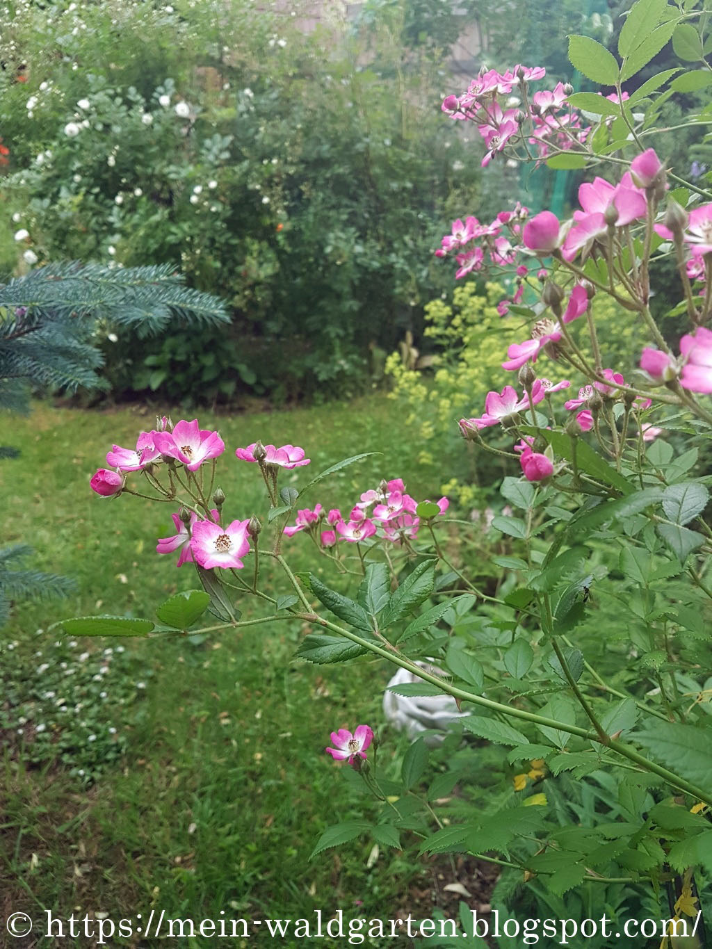 © Mein Waldgarten: Die Mozart-Rose und die Hortensien ...