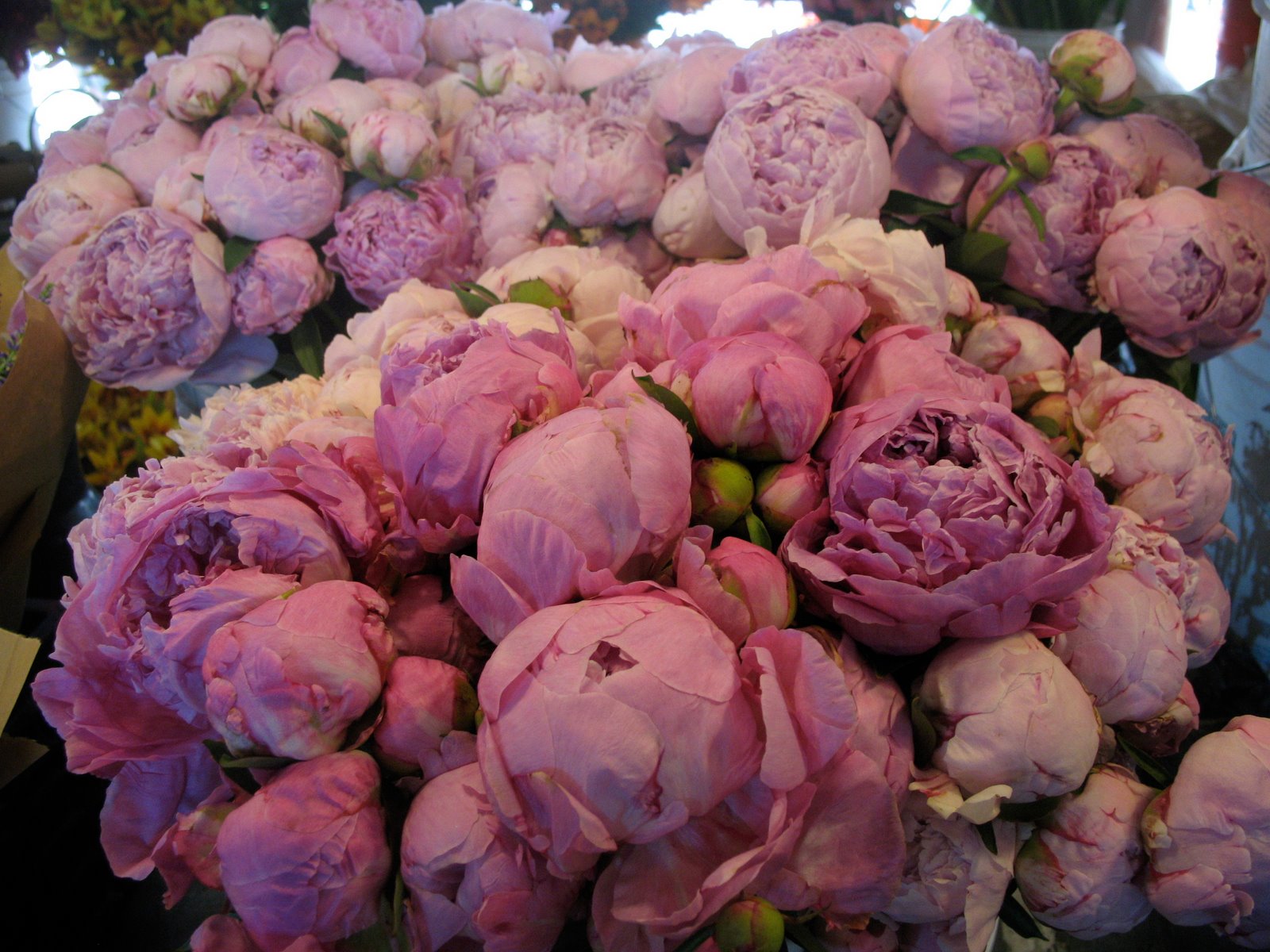 Windmill Farm: Roses Peonies and Snow Ball Plants Are Spectacular!!