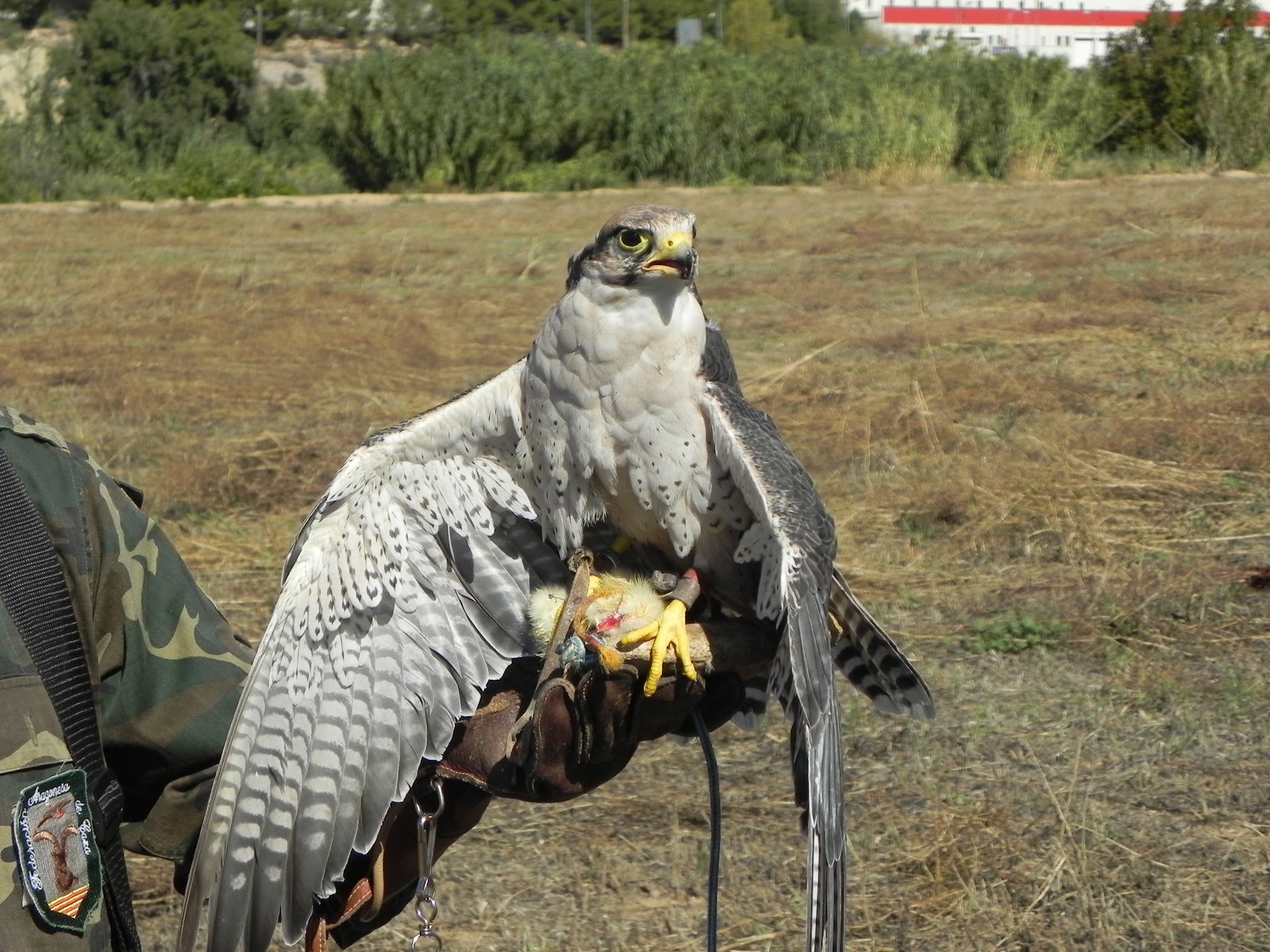 en las avutardas: Altanería (Cetrería IV)