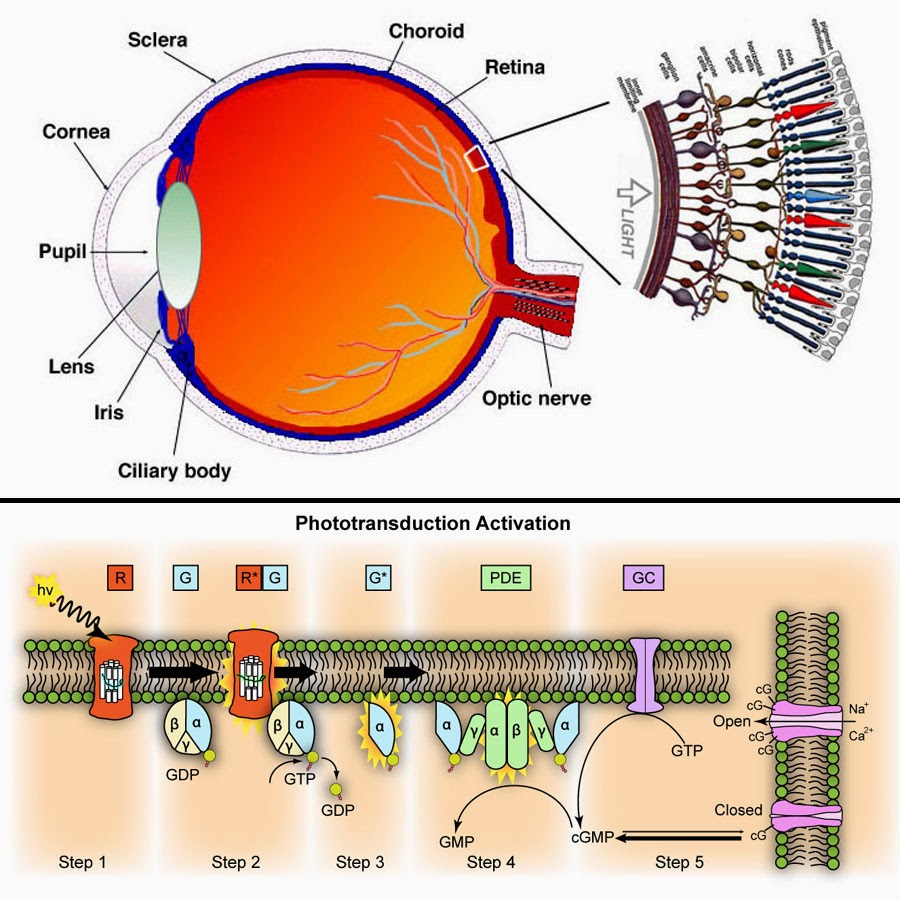 As Many Exceptions As Rules: What Cold Really Looks Like
