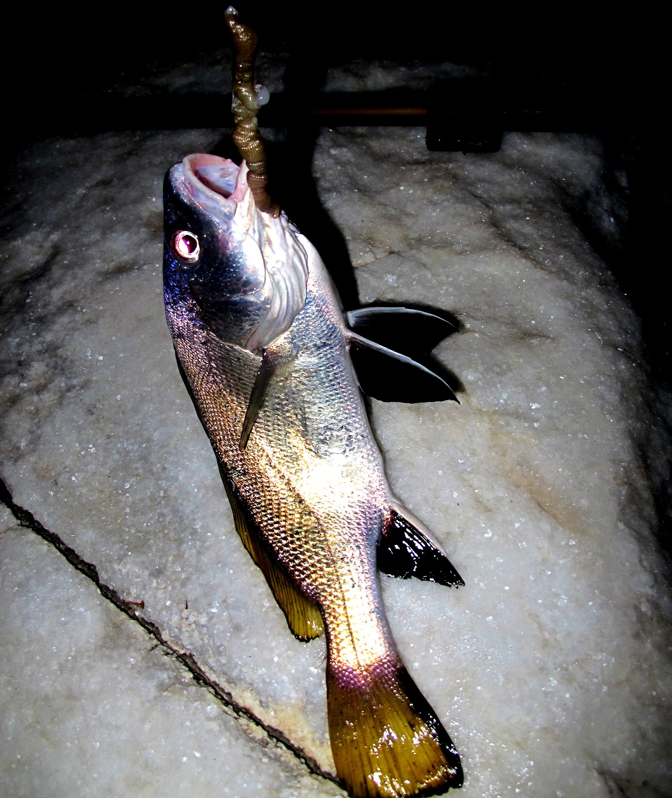 blue dreams fishing: Το δόλωμα μάνα...