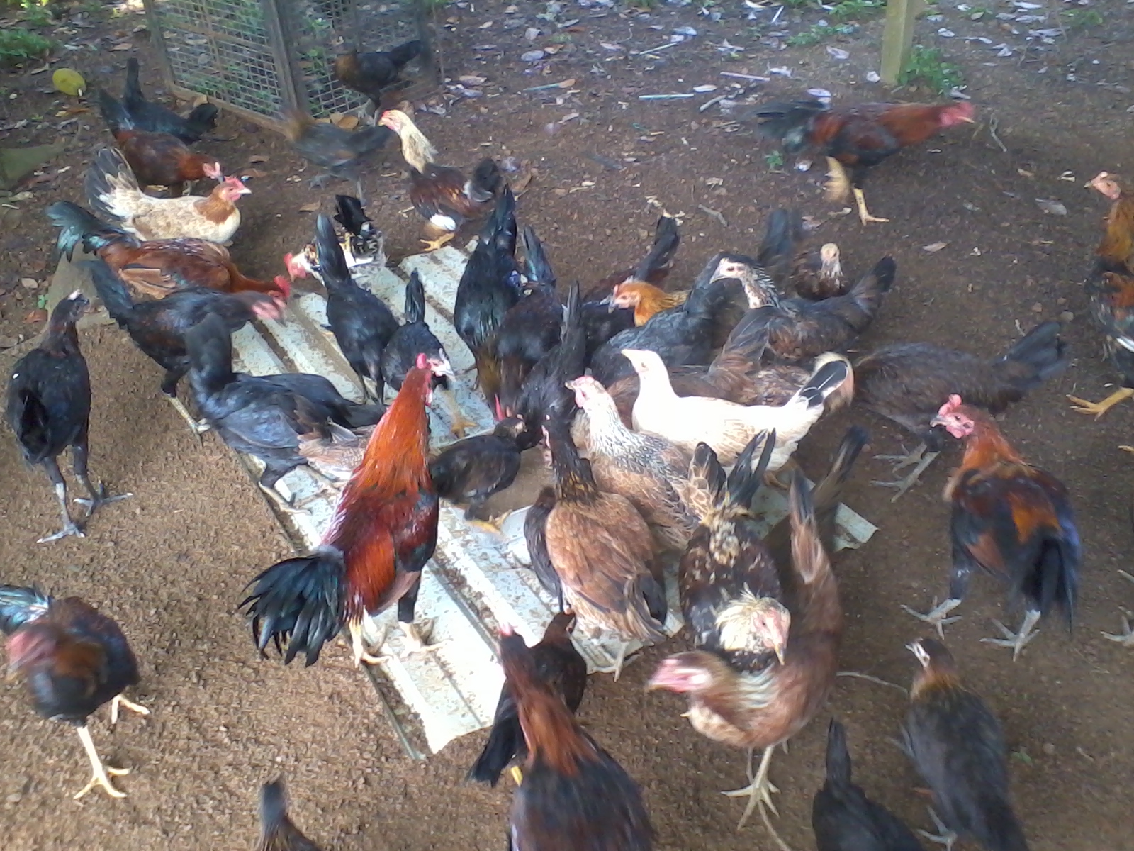 Penternakan Ayam Kampung: Ayam Yang Sihat Mudah Membiak