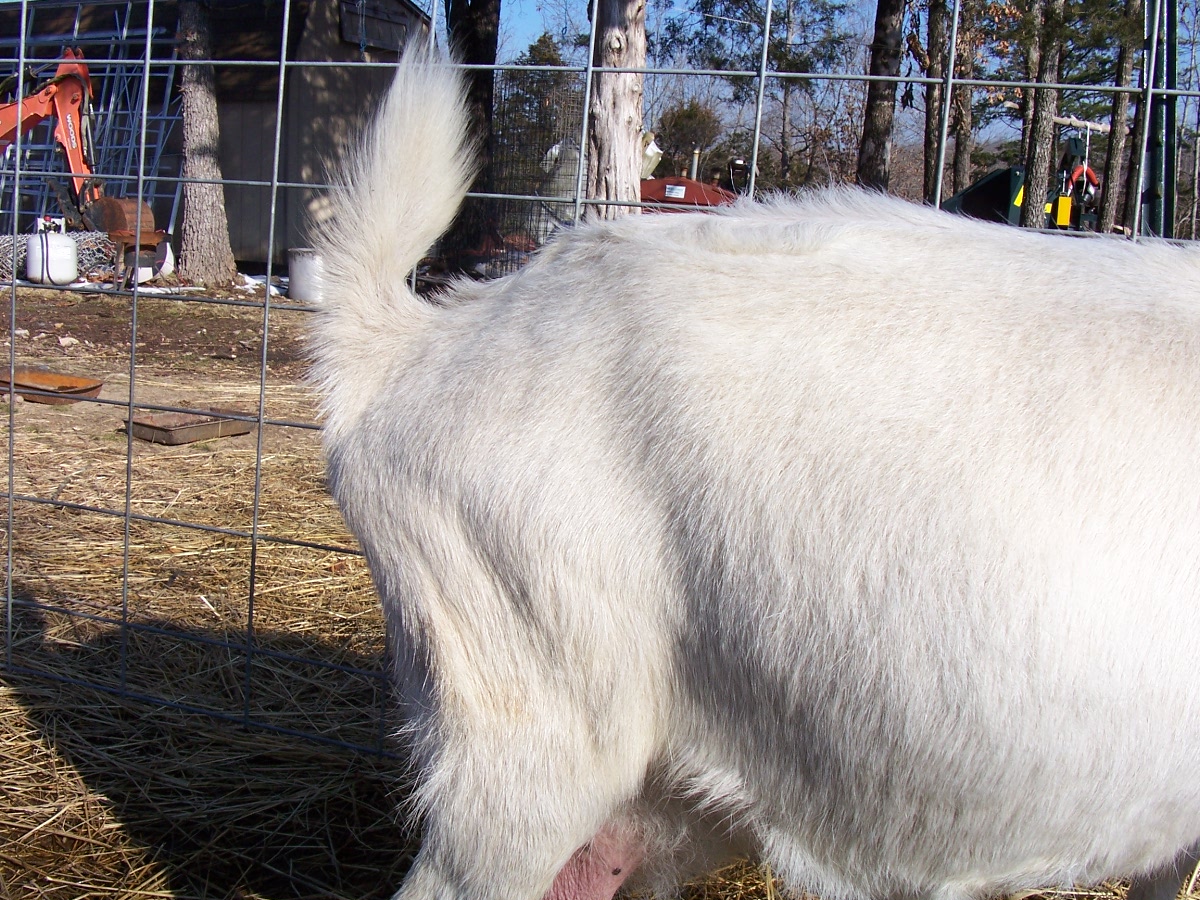 Krazo Acres: A watched goat butt....